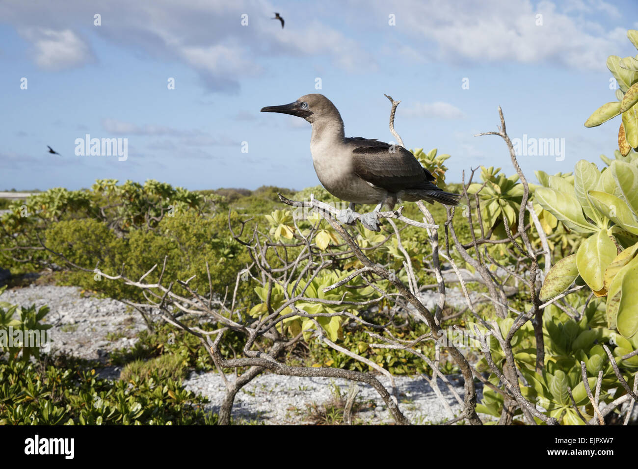 Red-footed Booby (Sula sula) juvenile, standing on branch, Morane ...