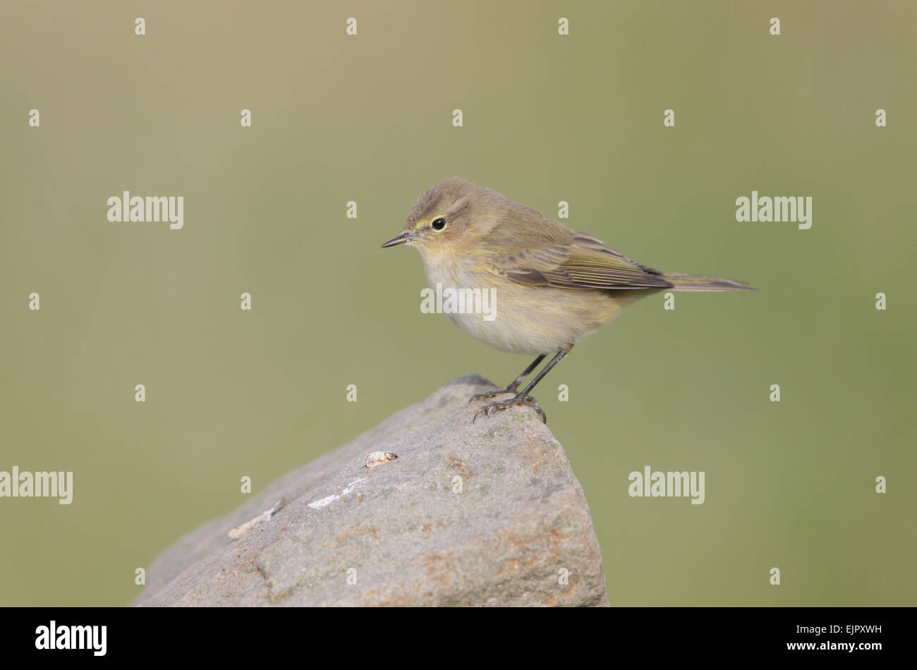 Juvenile Chiffchaff High Resolution Stock Photography and Images - Alamy