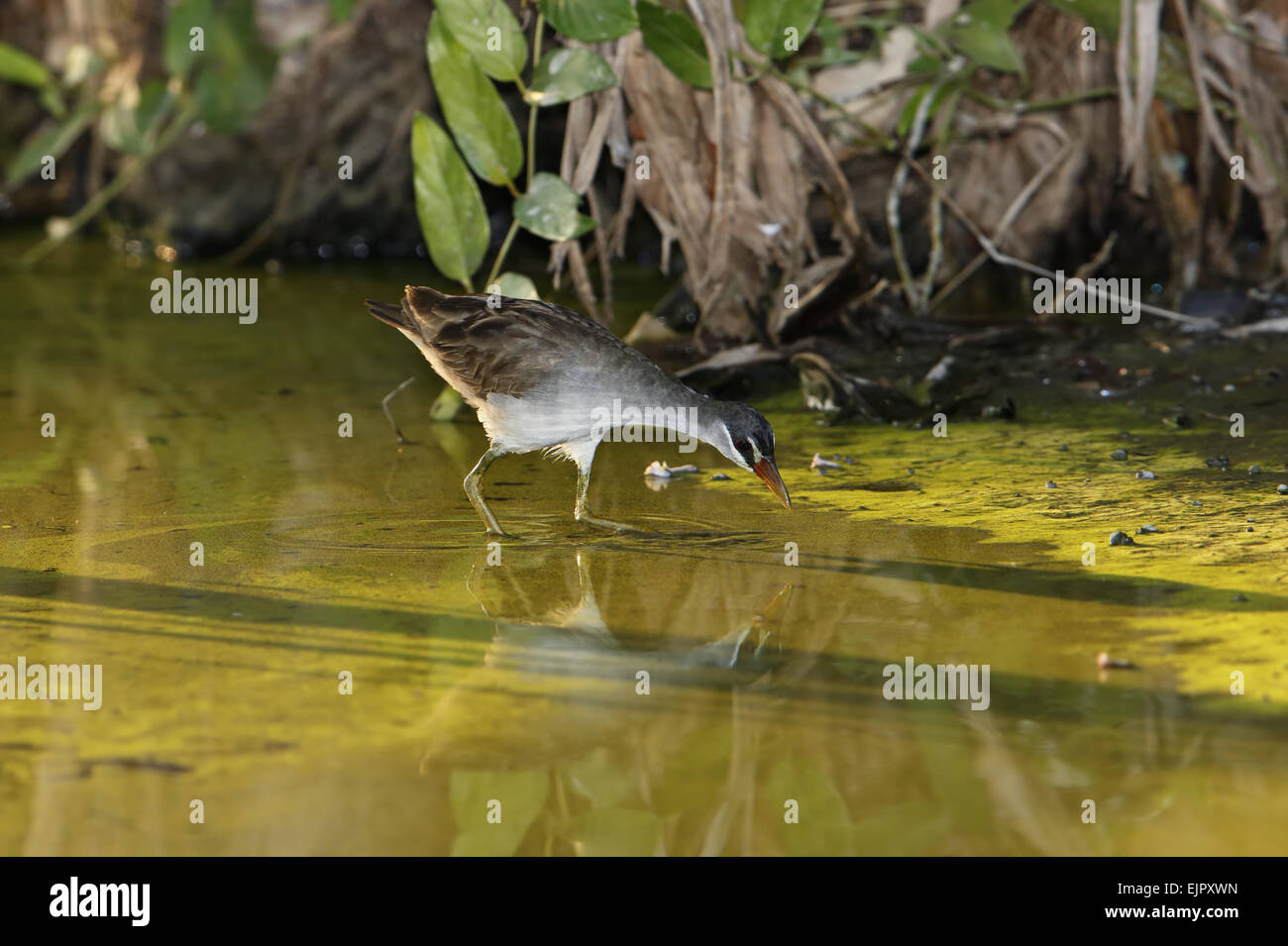 White-browed Crake (Porzana cinerea) adult, foraging in shallow water ...