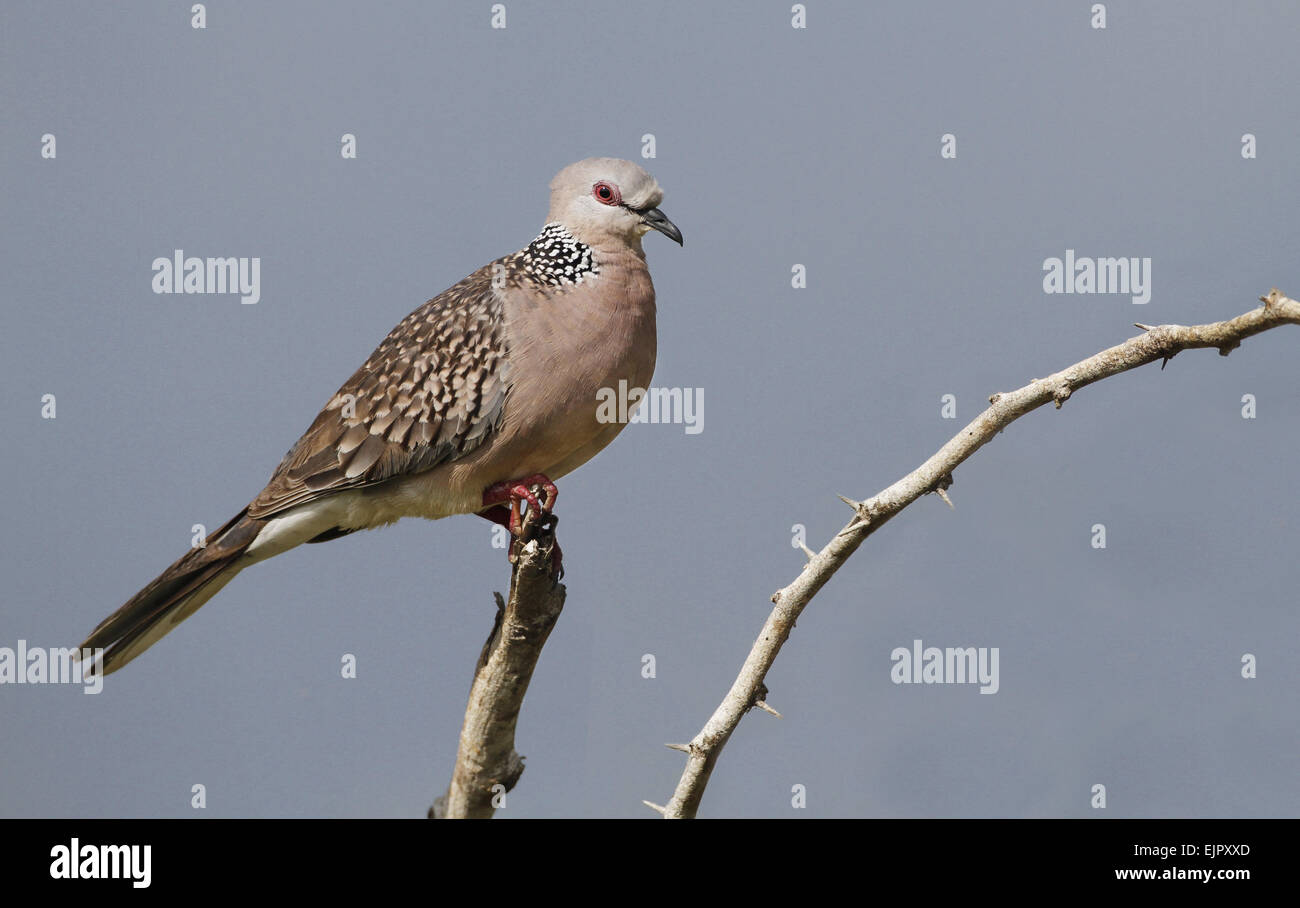 Spotted dove streptopelia chinensis adult hi-res stock photography and ...