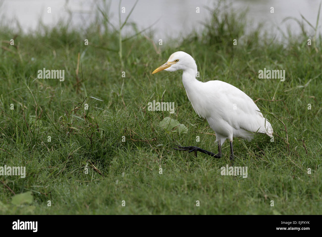 Eastern Cattle Egret (Bubulcus ibis coromandus) adult, non-breeding ...