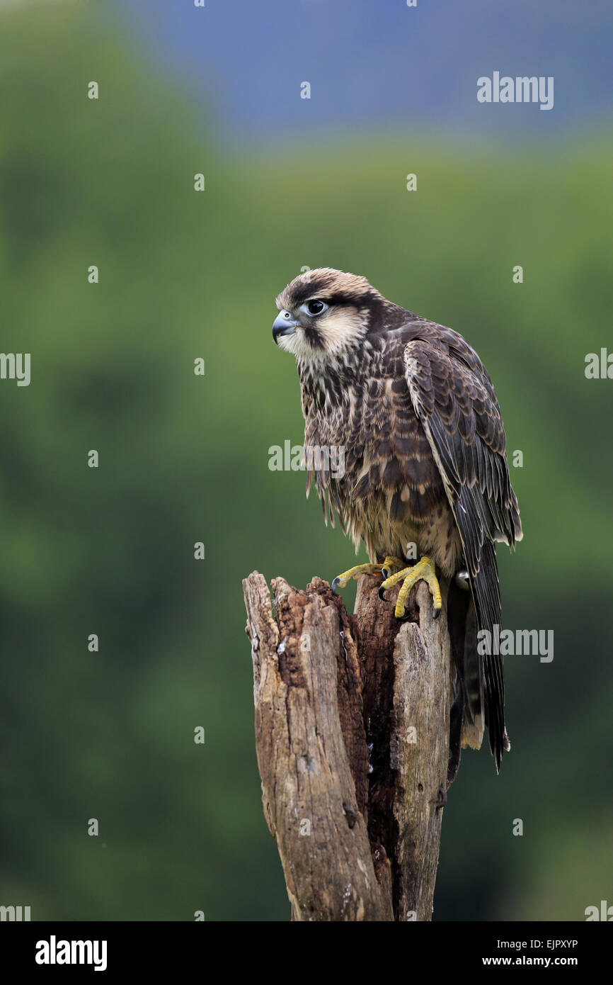 Falco biarmicus immature hi-res stock photography and images - Alamy