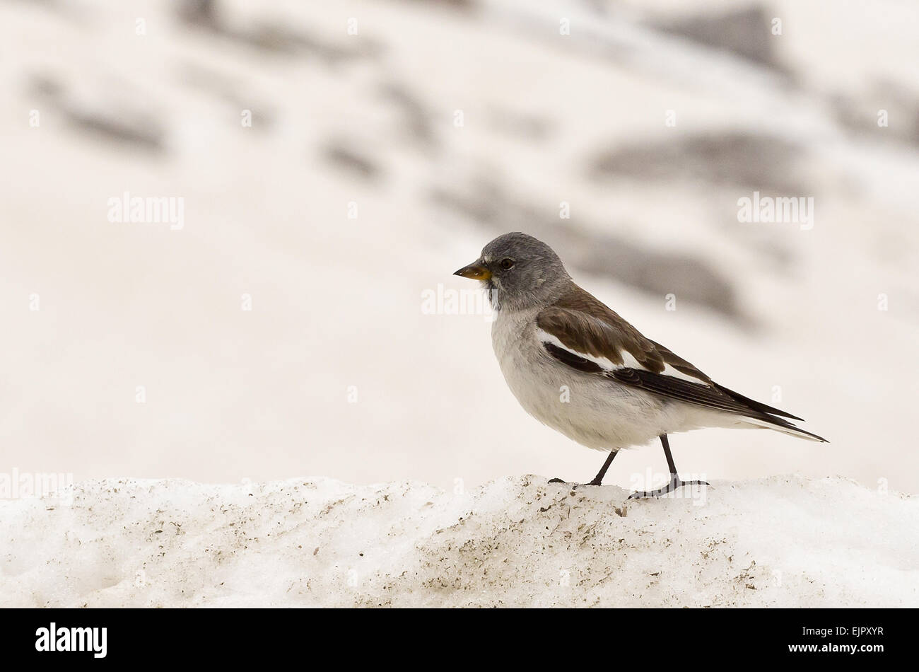 White winged snowfinches hi-res stock photography and images - Alamy