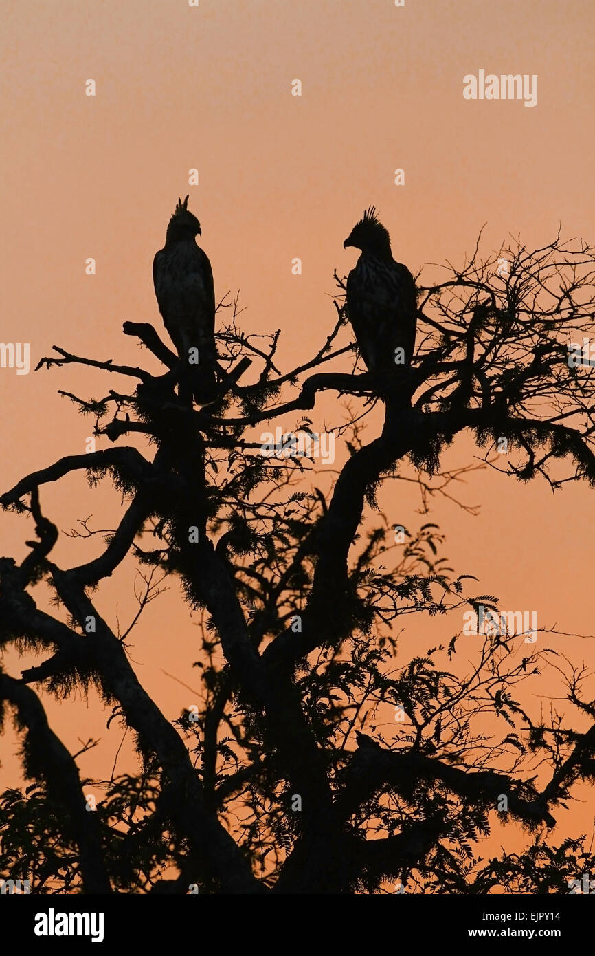 Changeable Hawk-eagle (Nisaetus cirrhatus ceylanensis) adult pair ...