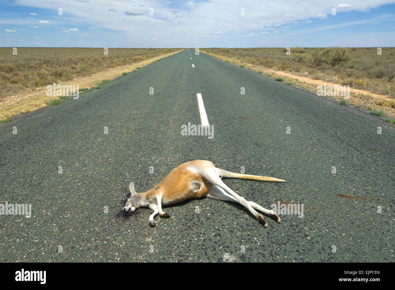 Dead Kangaroo High Resolution Stock Photography and Images - Alamy