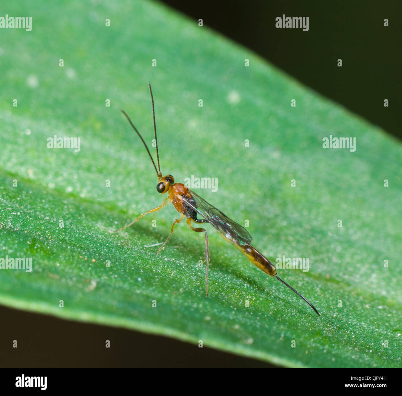 Ichneumon Wasp (Ichneumonidae), New South Wales, Australia Stock Photo ...
