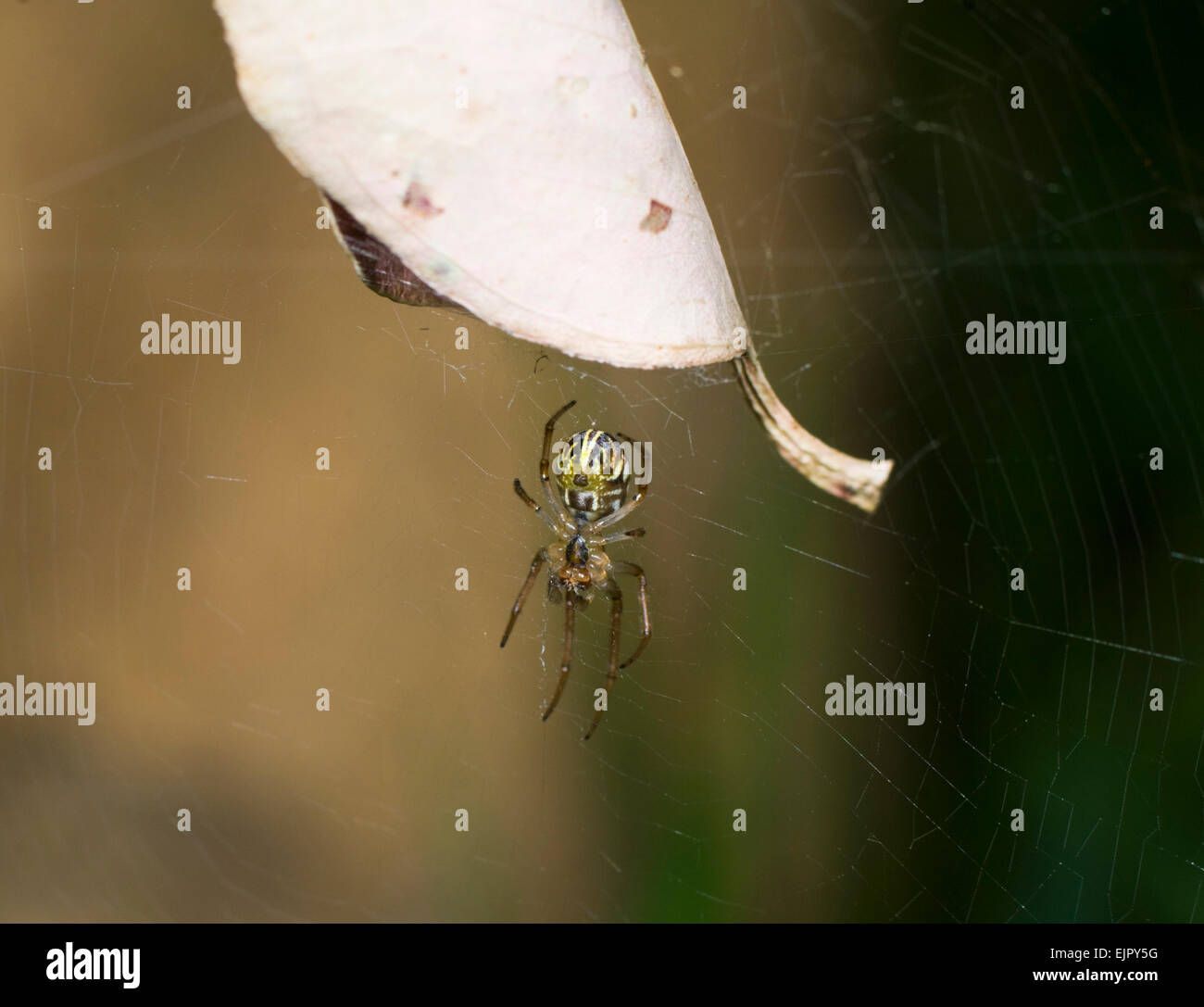 Leaf-curling spider (Phonognatha graeffei) awaiting a prey outside its ...