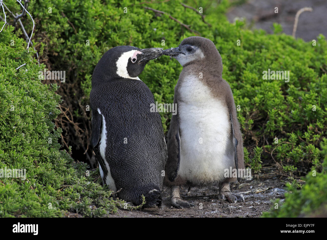 Penguins parents and babies hi-res stock photography and images - Alamy