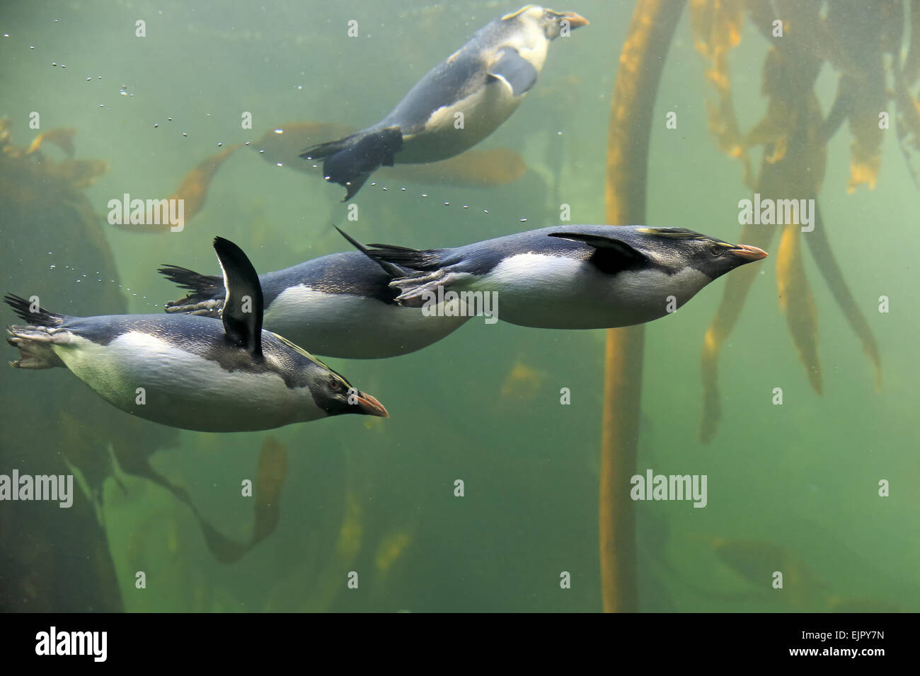 Rockhopper Penguin (Eudyptes chrysocome) four adults, swimming in kelp ...