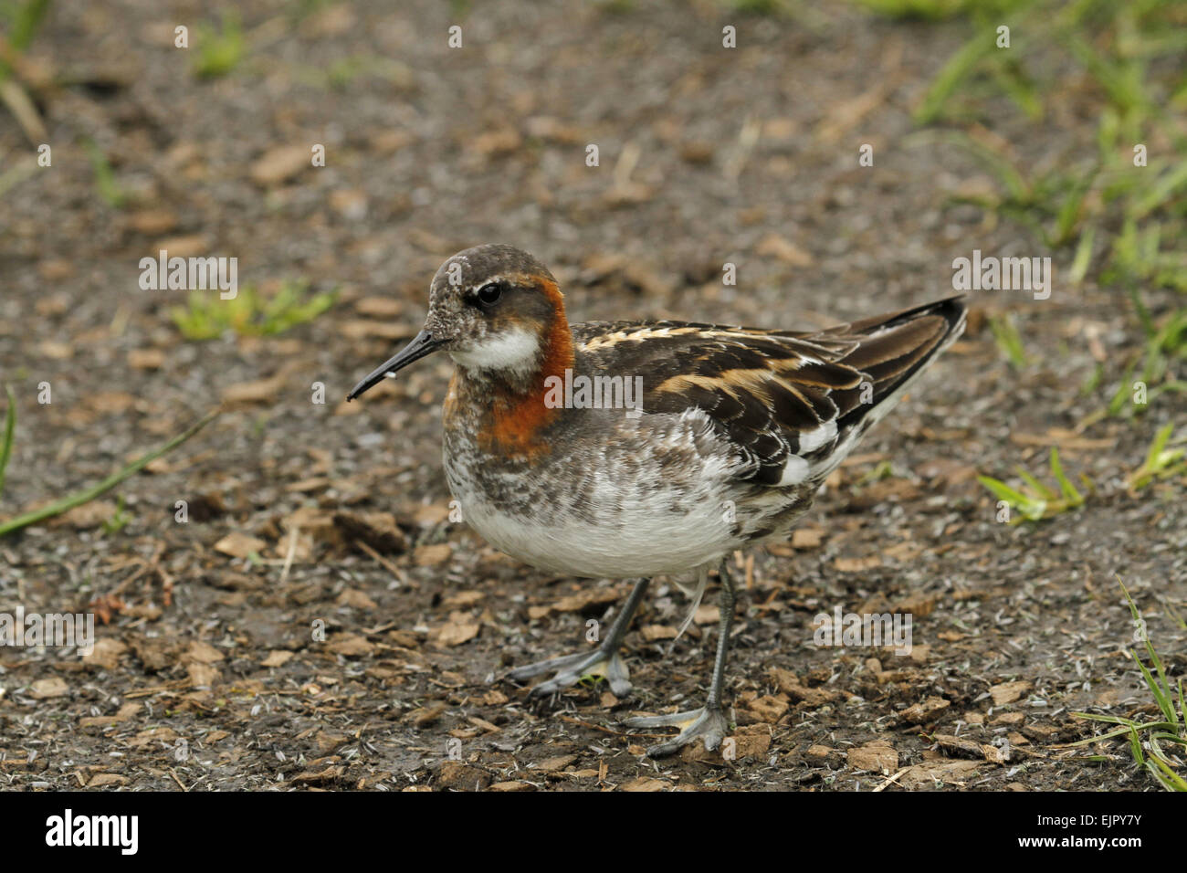 Adult birds have red feet hi-res stock photography and images - Alamy
