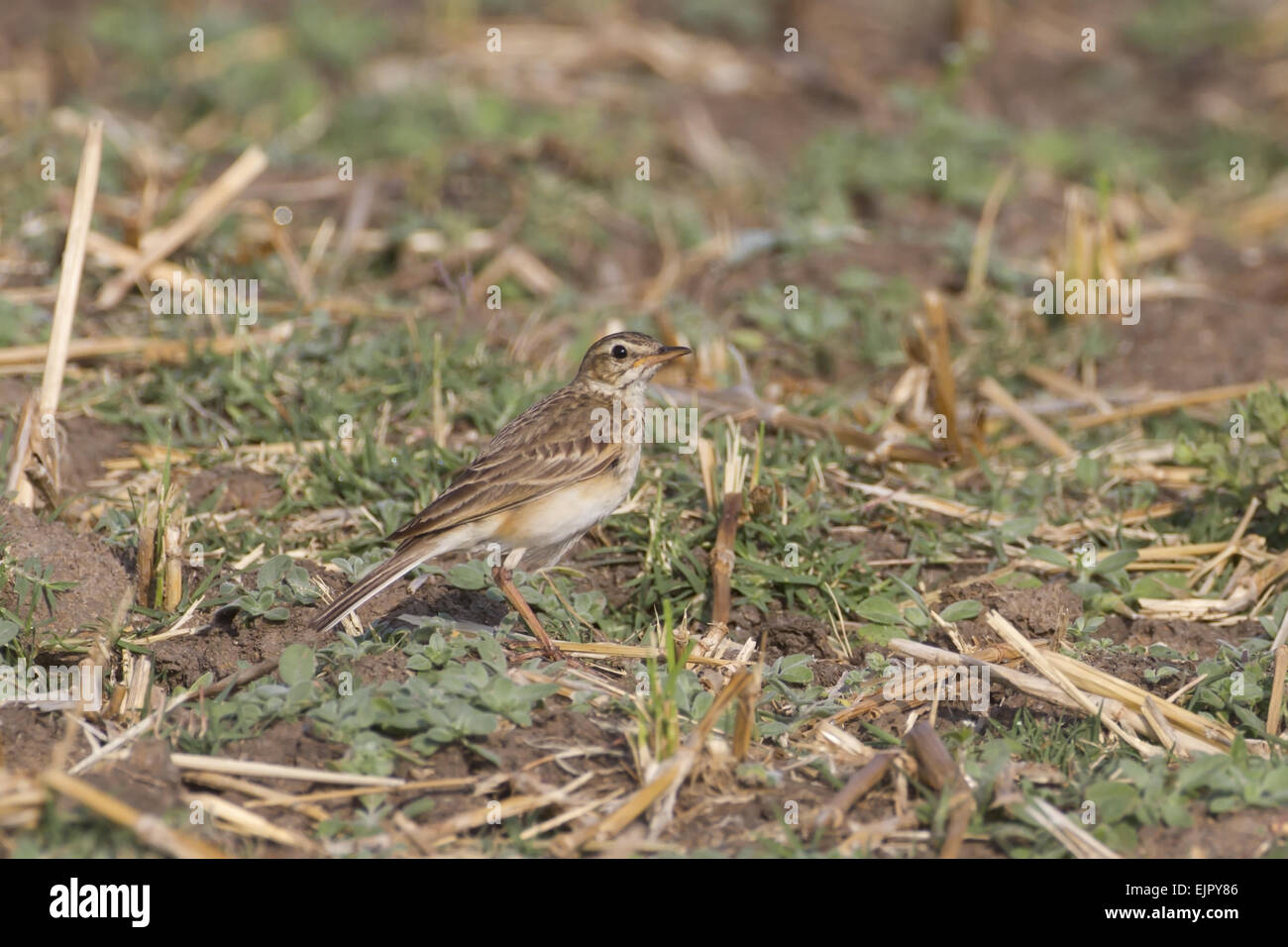 Indian pipit hi-res stock photography and images - Alamy