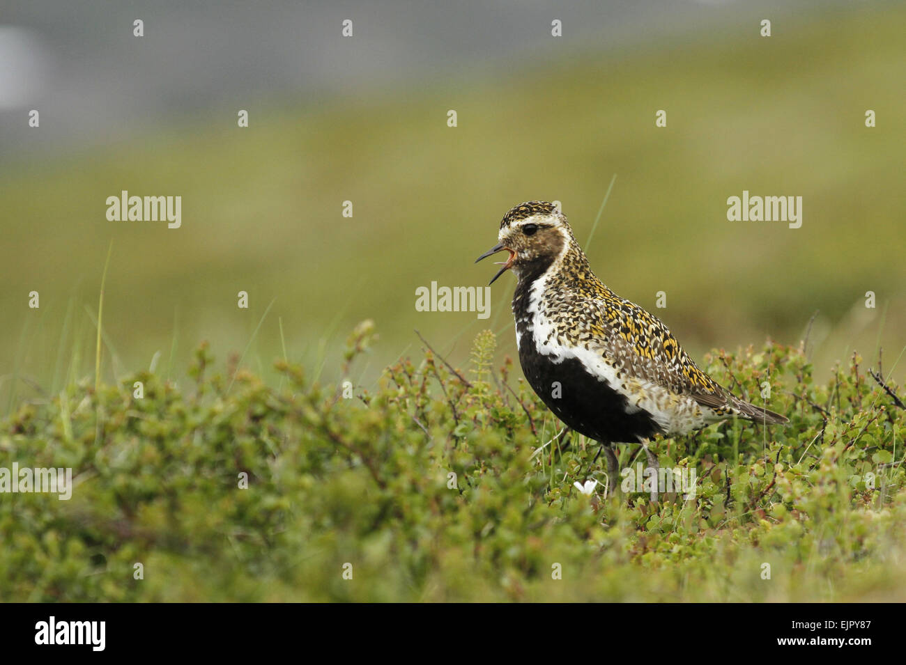 Eurasian Golden Plover (Pluvialis apricaria) adult, breeding plumage ...