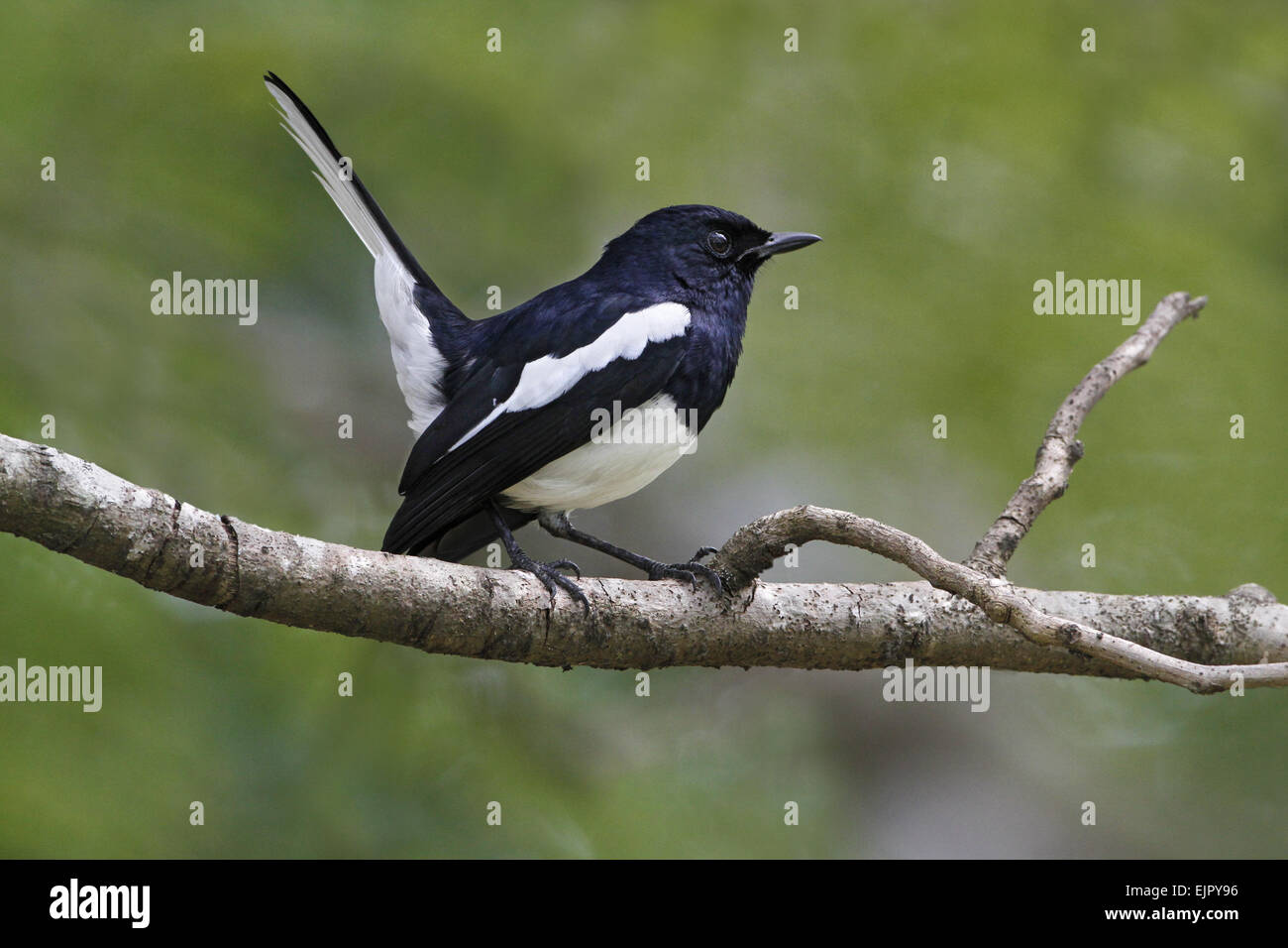 Oriental Magpie-robin (Copsychus saularis erimelas) adult male, with ...