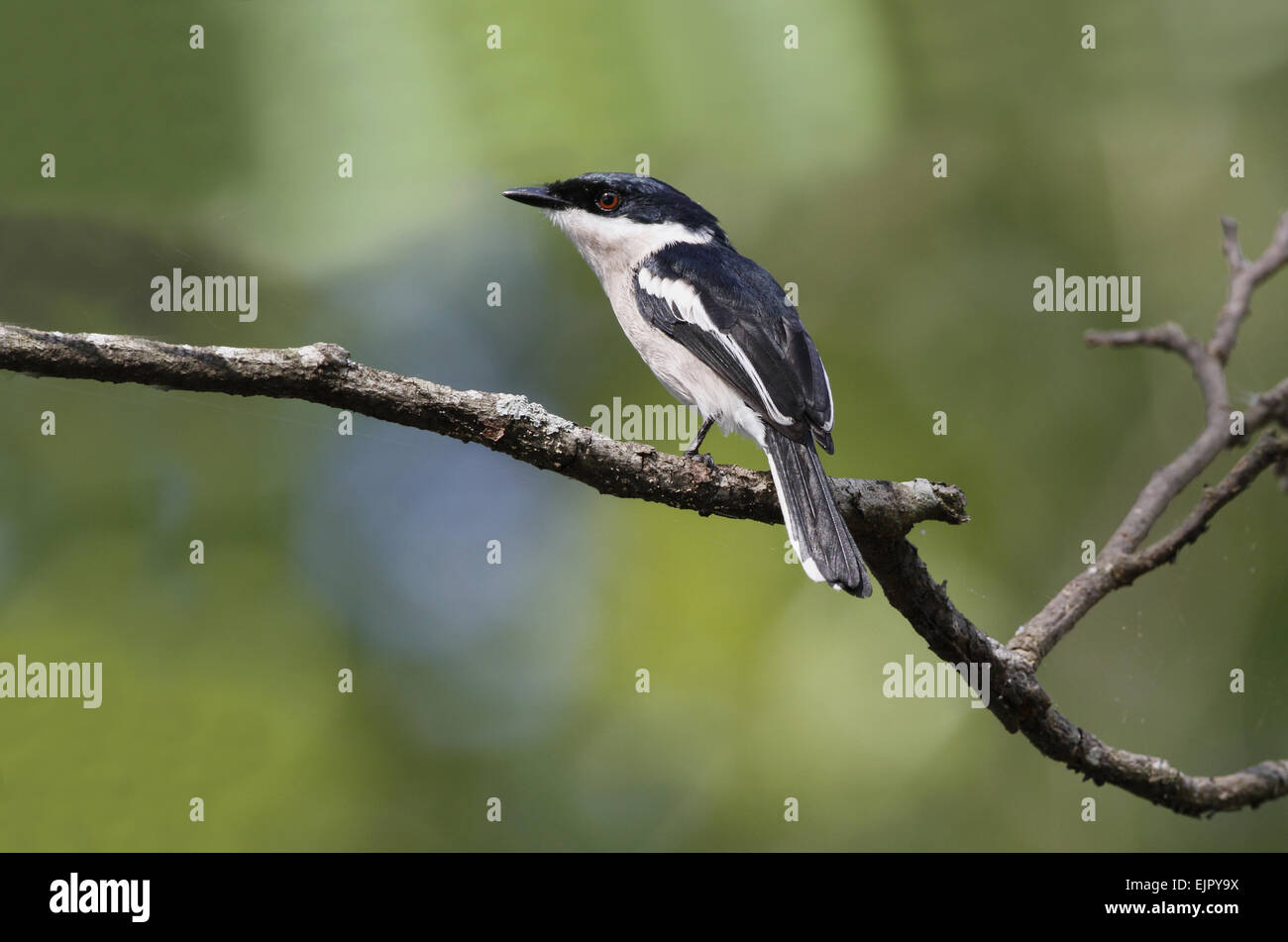 Bar-winged Flycatcher-shrike (Hemipus picatus leggei) 'Ceylon Pied ...