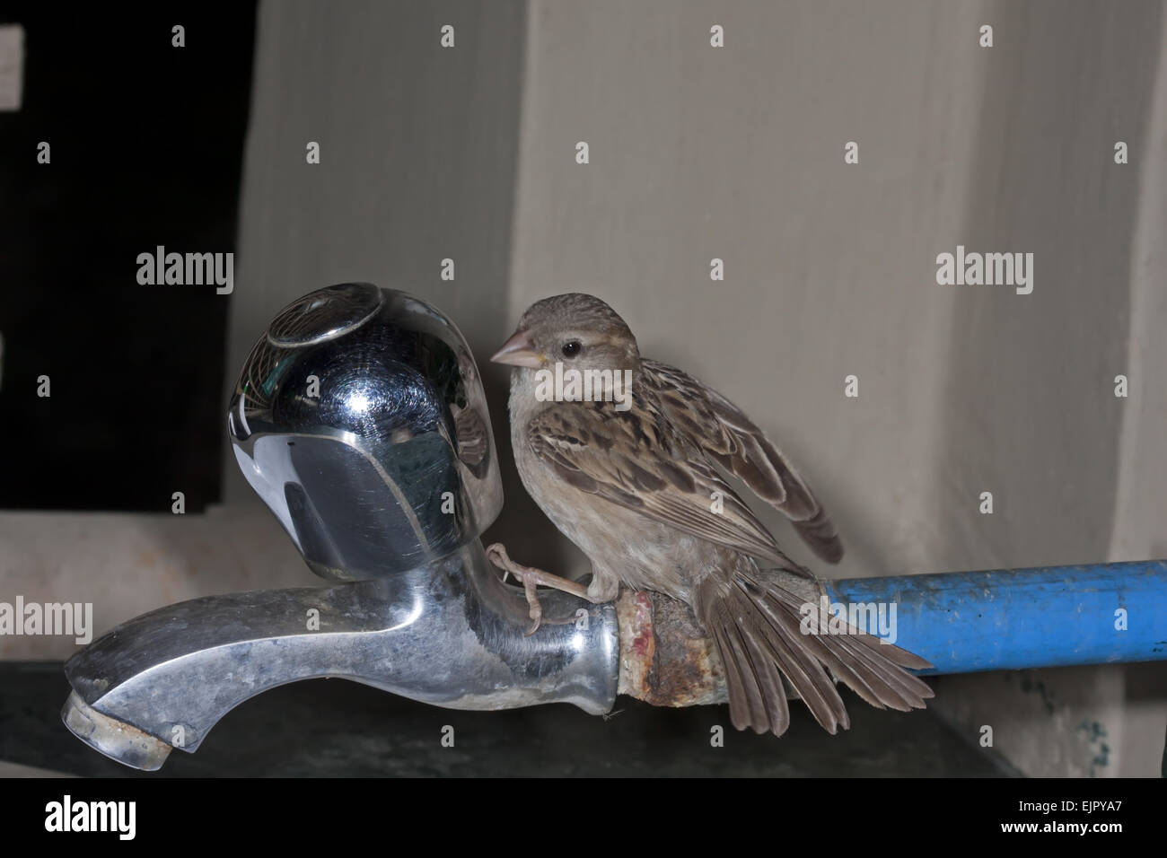 South asian sparrows hi-res stock photography and images - Alamy