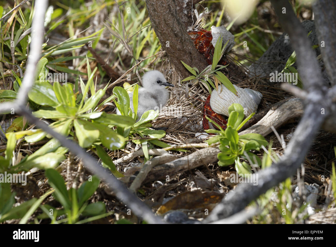 Common Noddy (Anous stolidus) chick, standing beside hermit crabs ...