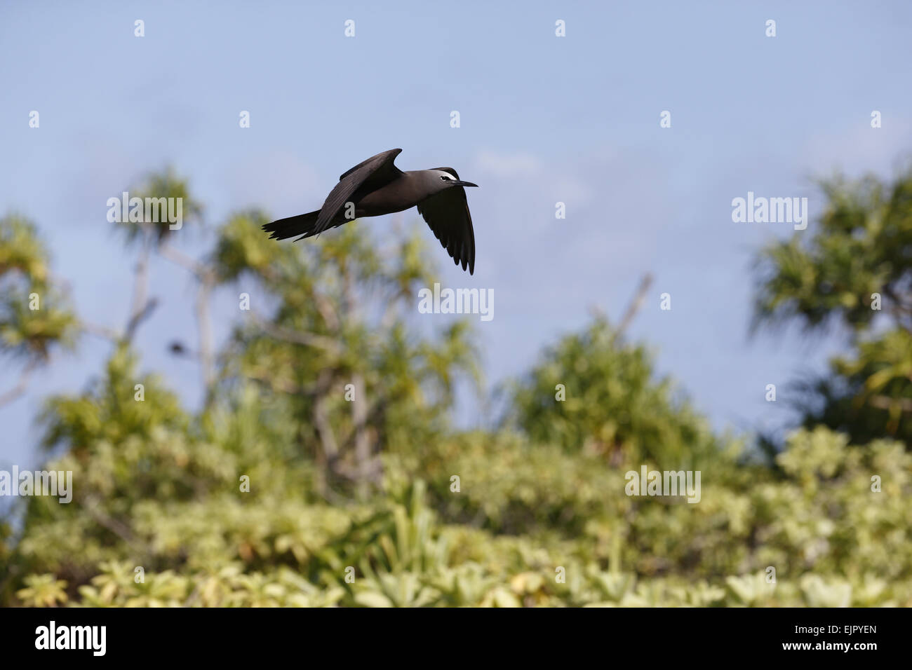 Common Noddy (Anous stolidus) adult, in flight, Morane Island, Tuamotu ...