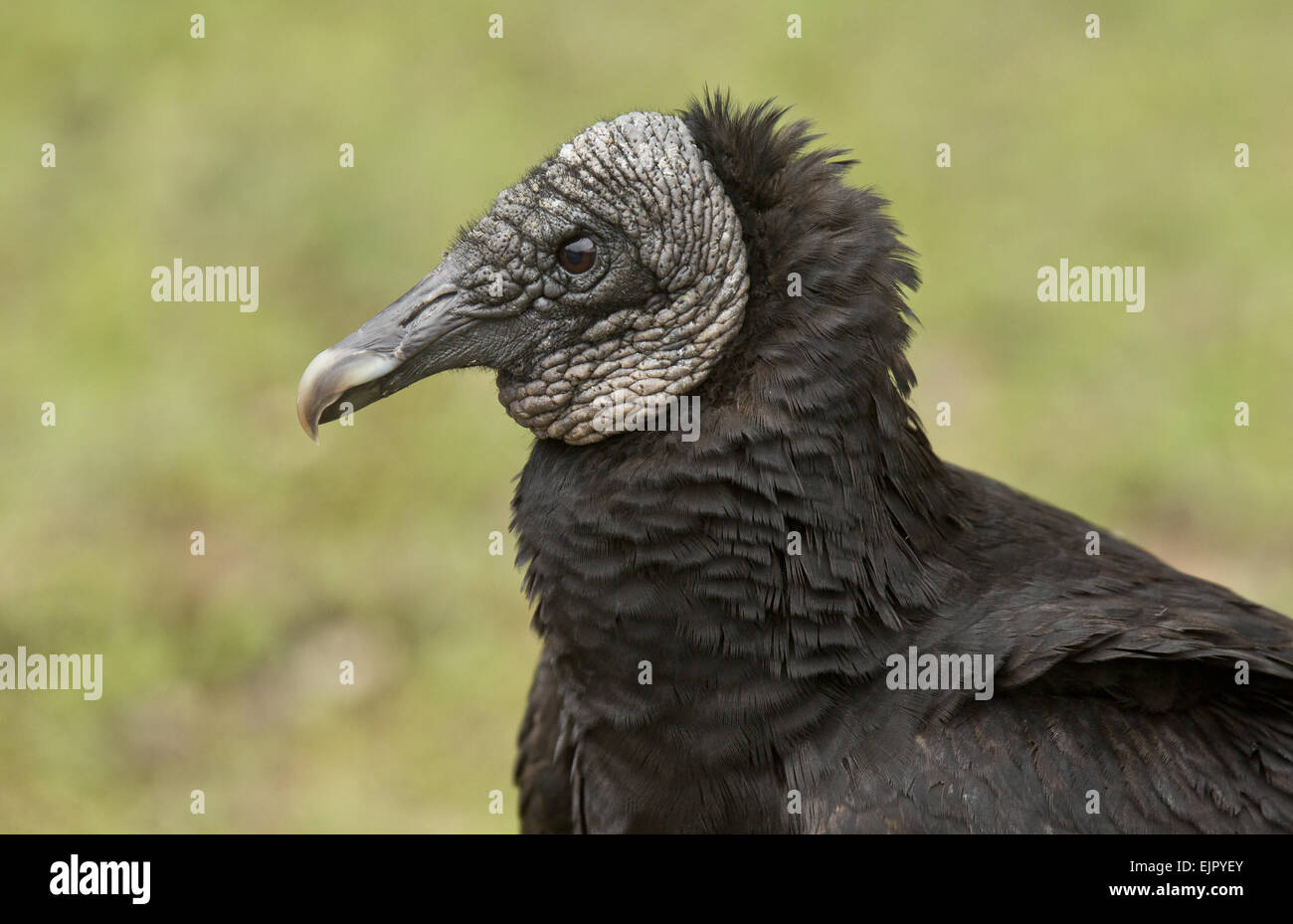 American Black Vulture (Coragyps atratus) adult, close-up of head ...