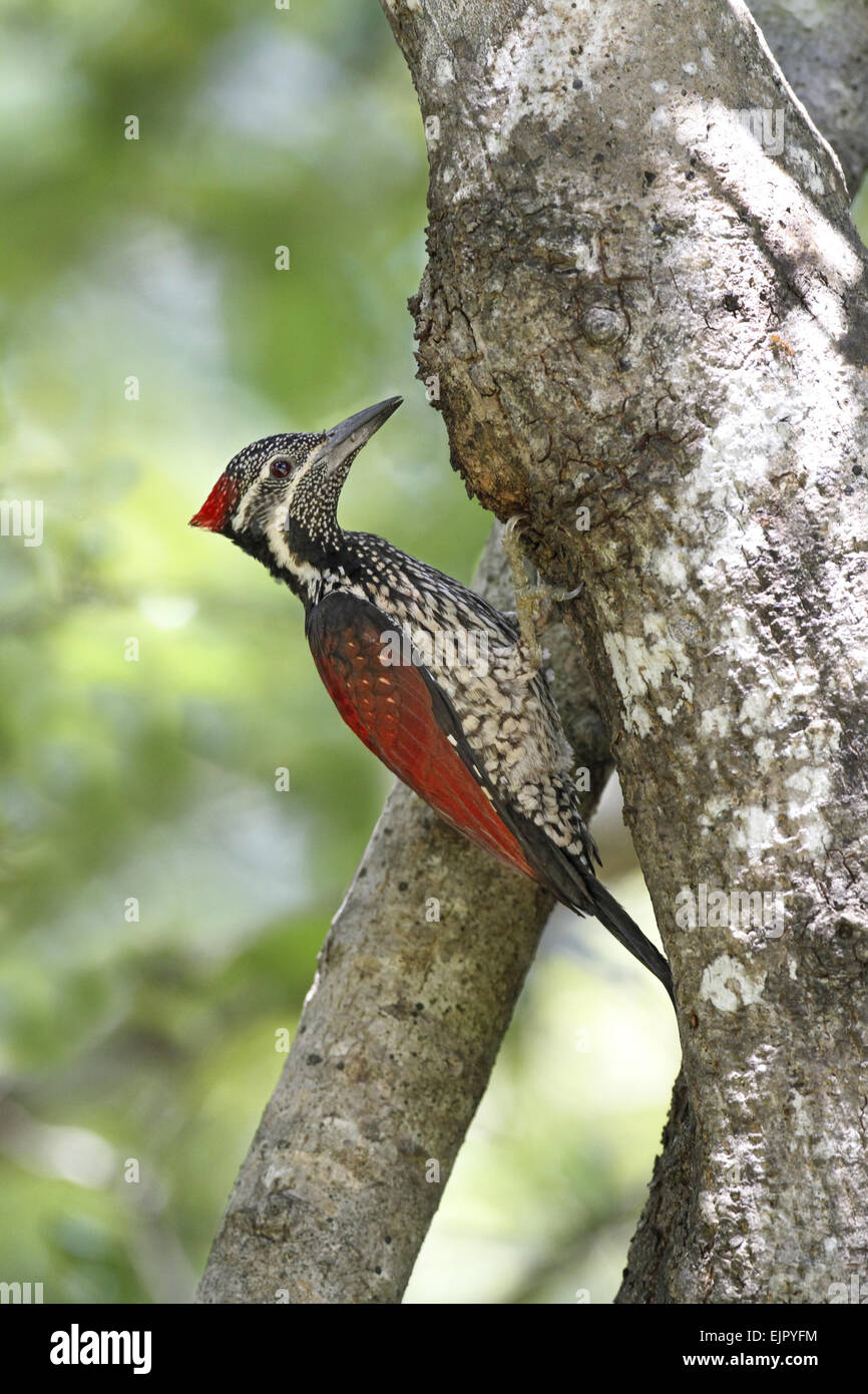 Woodpecker Of Sri Lanka High Resolution Stock Photography and Images ...