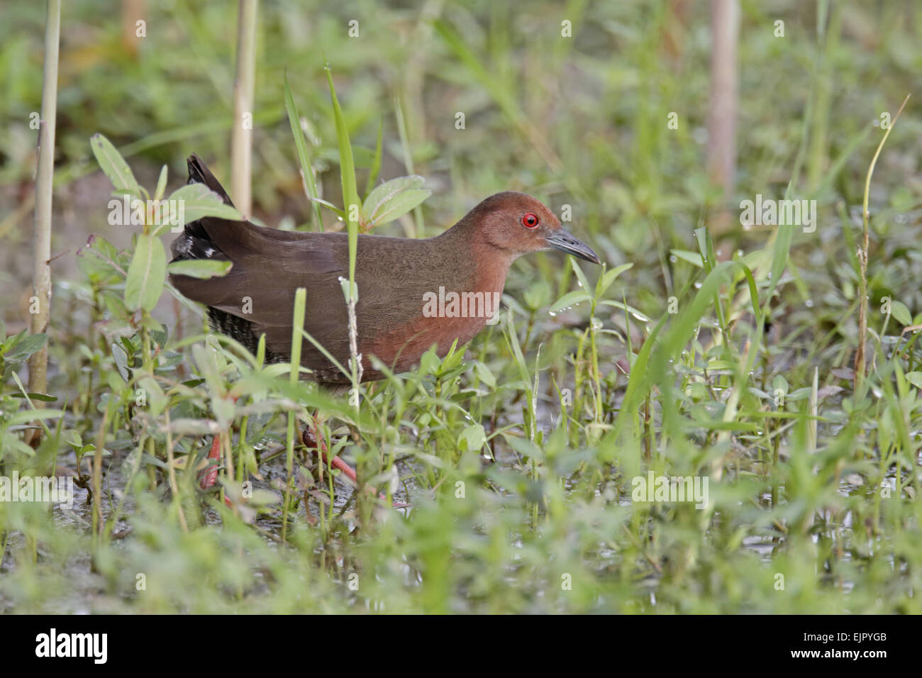 Porzana fusca hi-res stock photography and images - Alamy