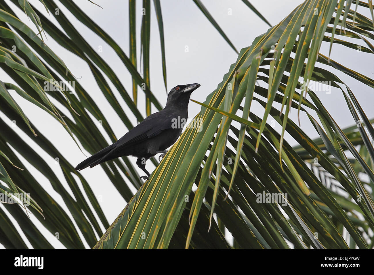 Jamaican Crow (Corvus jamaicensis) adult, perched in palm tree ...