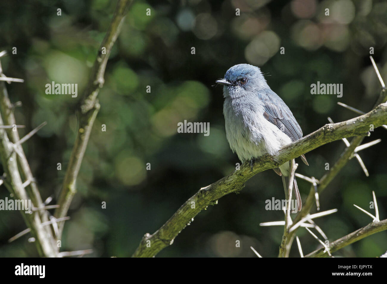Horton national park birds hi-res stock photography and images - Alamy