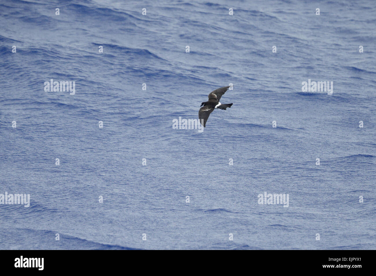 Polynesian storm petrel hi-res stock photography and images - Alamy