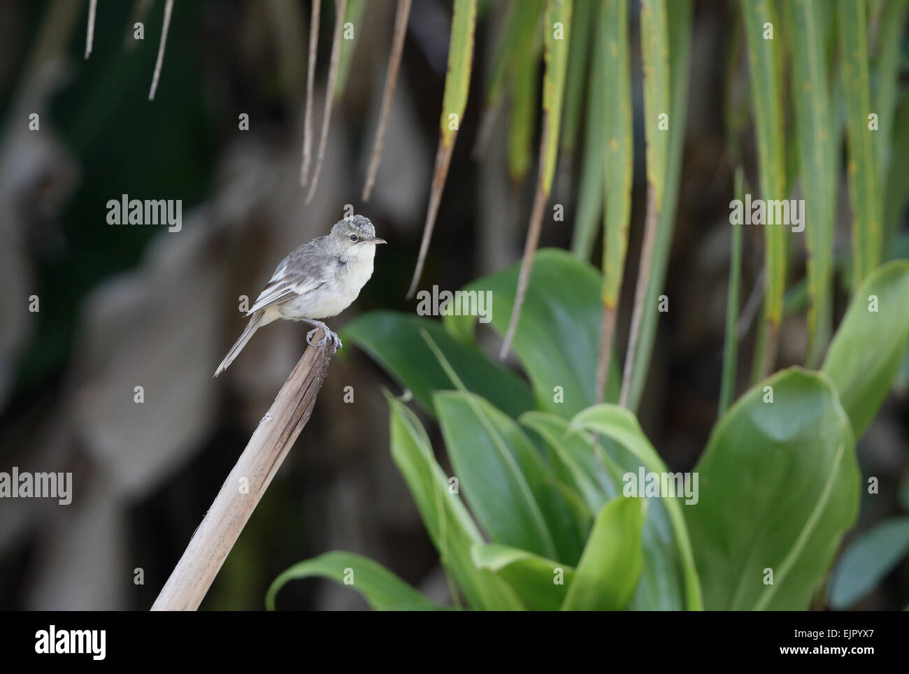 Pitcairn Reed-warbler (Acrocephalus vaughani) adult, perched on stem ...