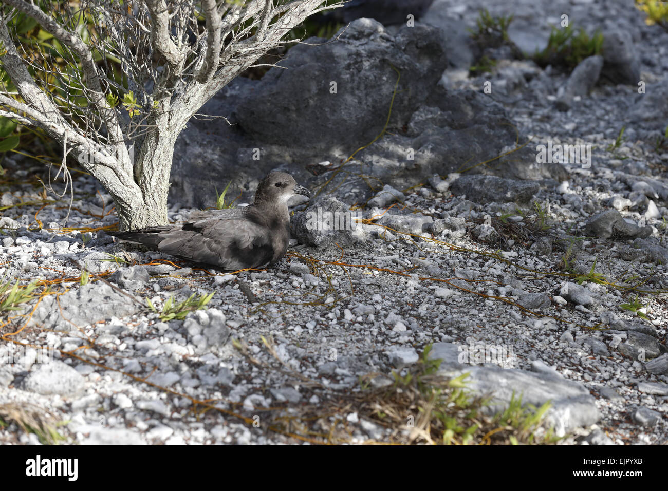 Murphy's Petrel (Pterodroma ultima) chick, almost fully fledged ...