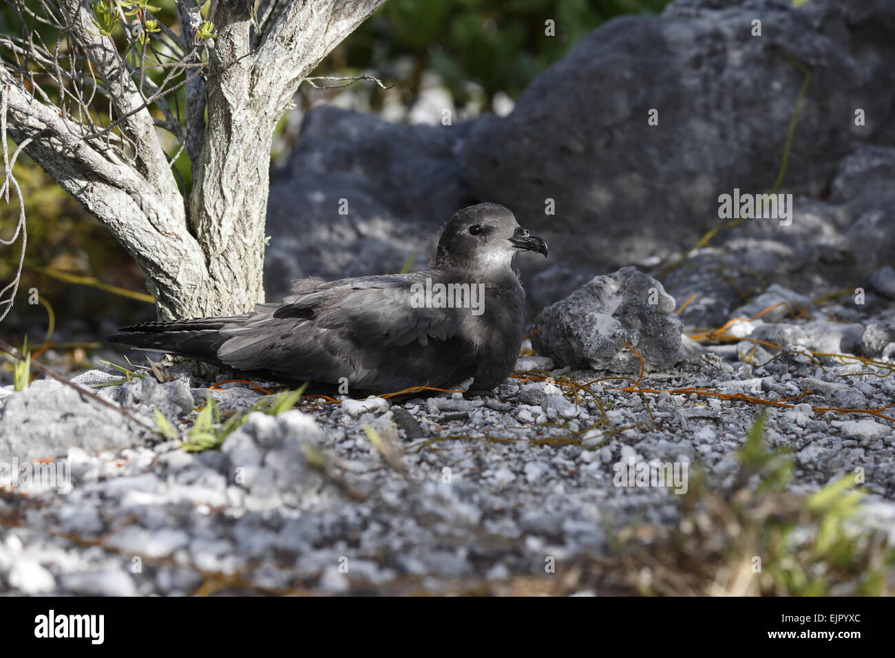 Murphy's Petrel (Pterodroma ultima) chick, almost fully fledged ...