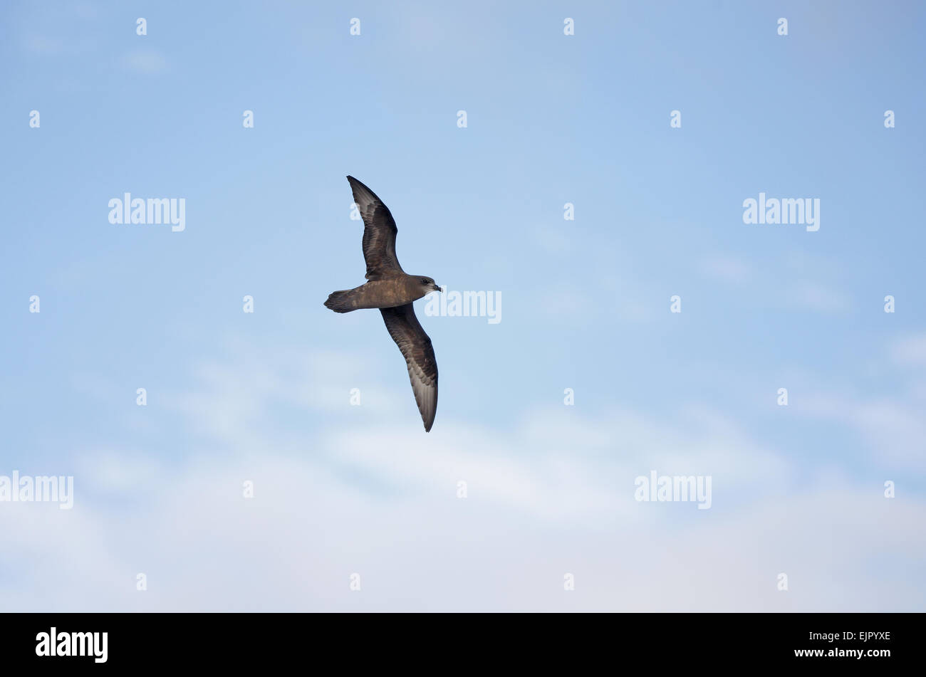 Murphy's Petrel (Pterodroma ultima) adult, in flight, Morane Island ...