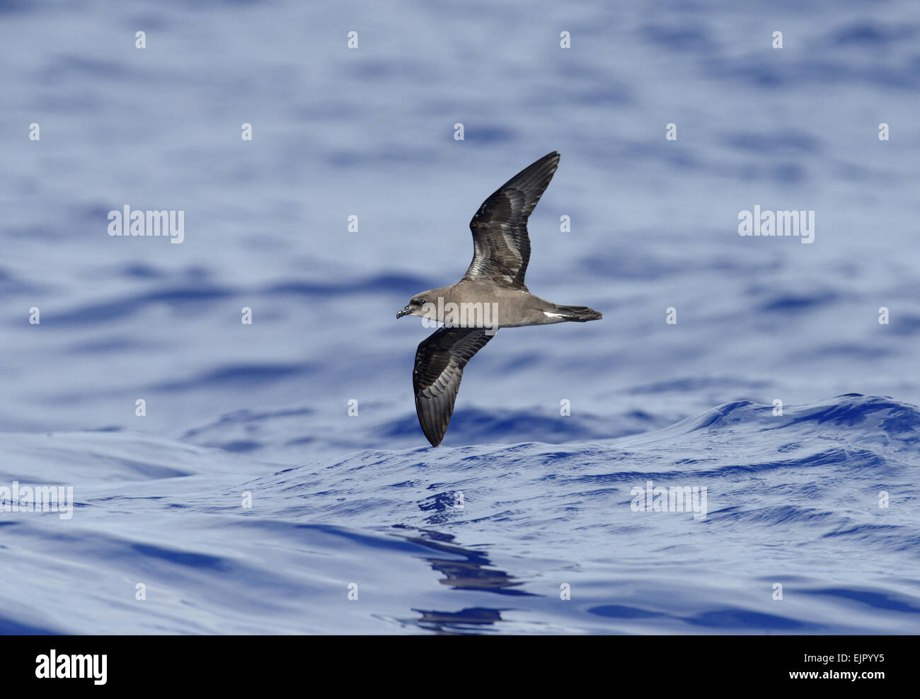Henderson Petrel (Pterodroma atrata) adult, in flight over sea ...