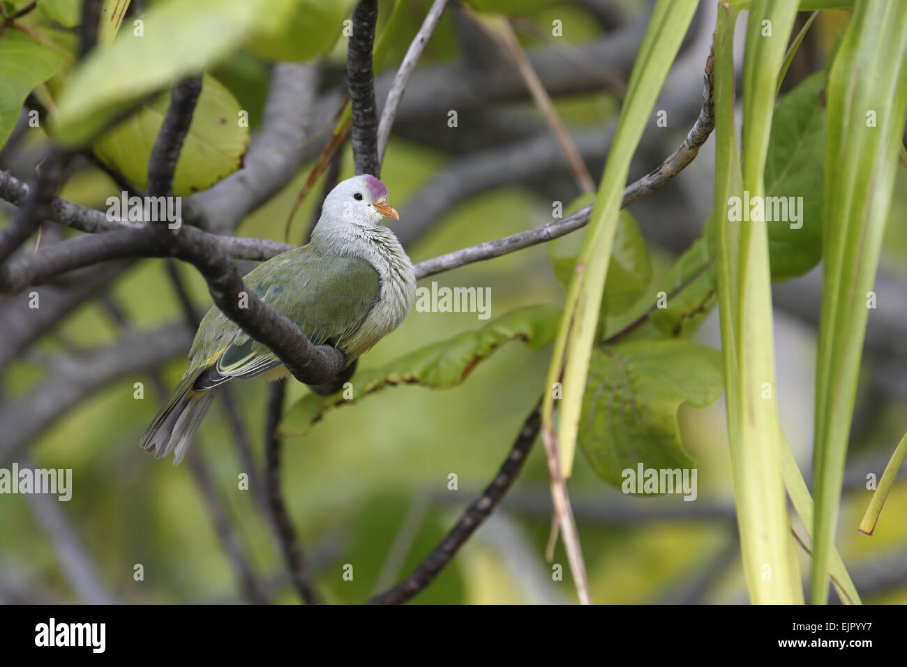 Ptilinopus coralensis hi-res stock photography and images - Alamy