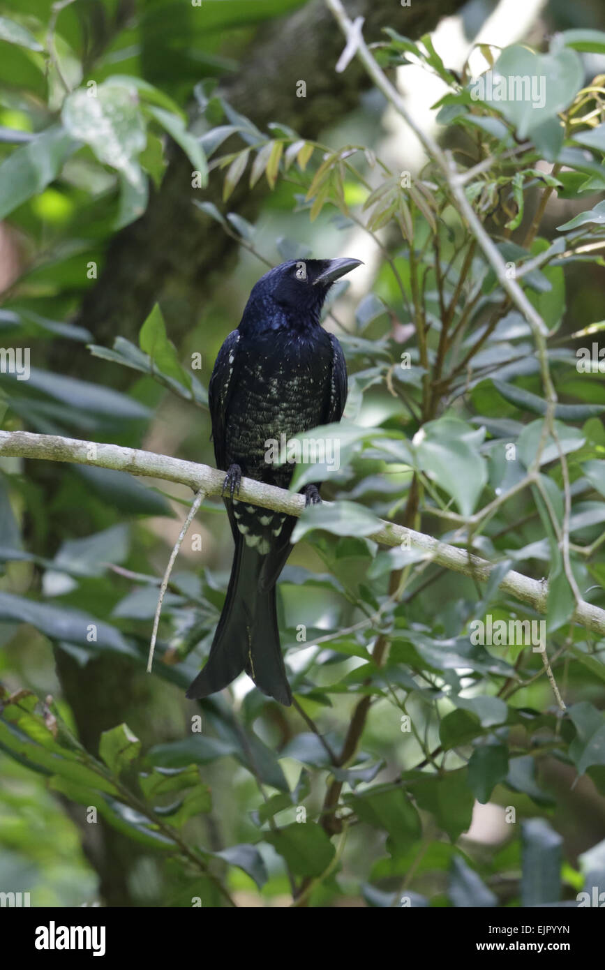 Crow-billed Drongo (Dicrurus annectans) immature, first winter plumage ...