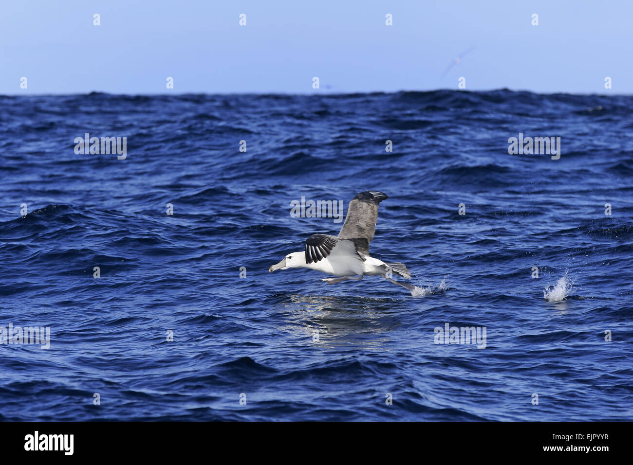 Shy Albatross (Thalassarche cauta) adult, in flight, taking off from ...