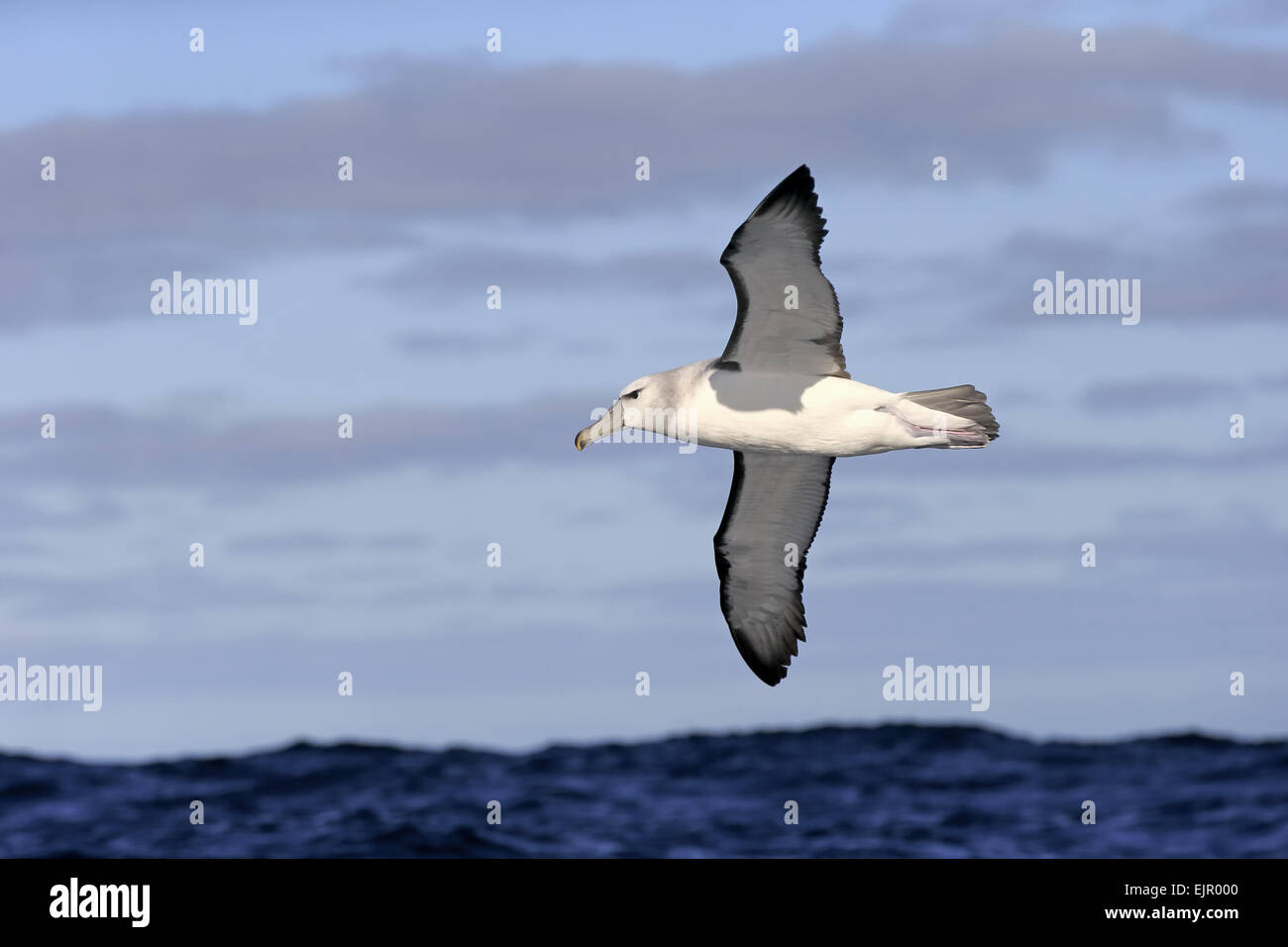 Shy Albatross (Thalassarche cauta) adult, in flight low over sea, Cape ...