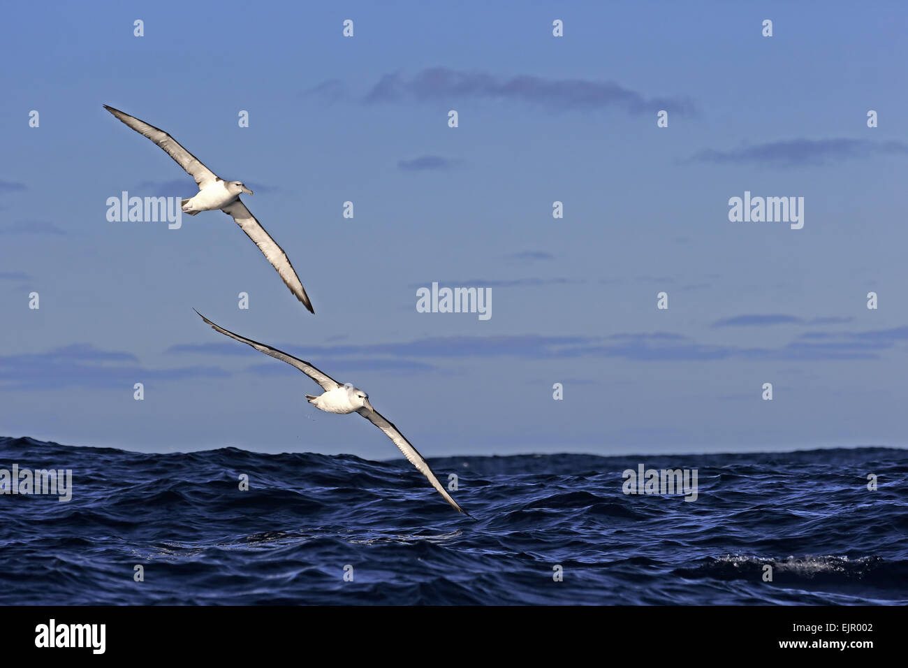 Shy Albatross (Thalassarche cauta) adult pair, in flight low over sea ...