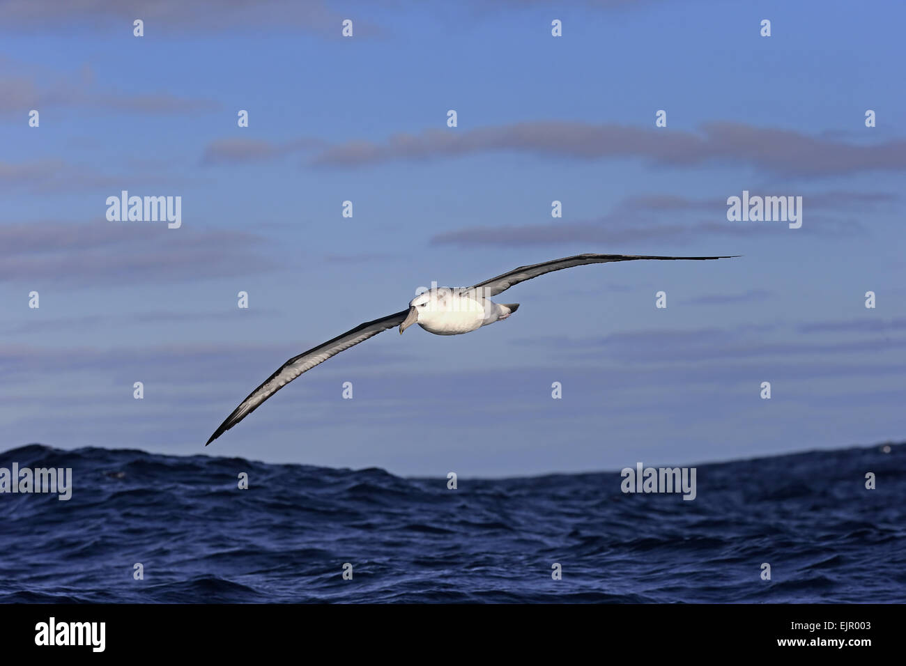Shy Albatross (Thalassarche cauta) adult, in flight low over sea, Cape ...