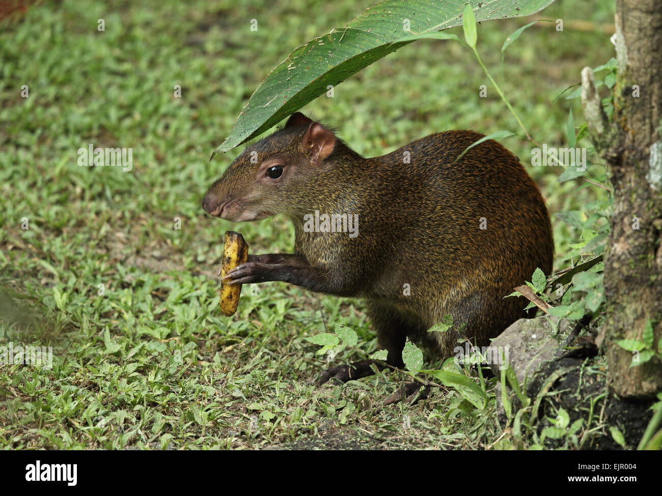 Central American Agouti (Dasyprocta punctata) adult, feeding on banana ...