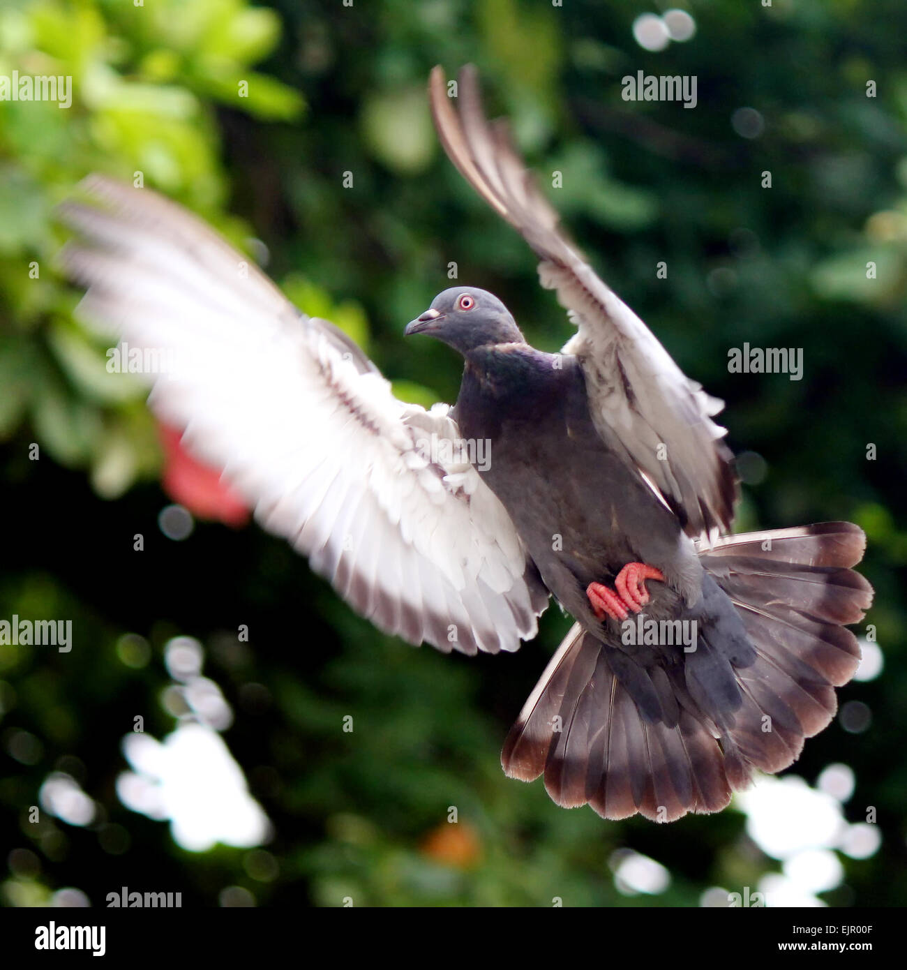 Flying pigeon in the natural Stock Photo - Alamy