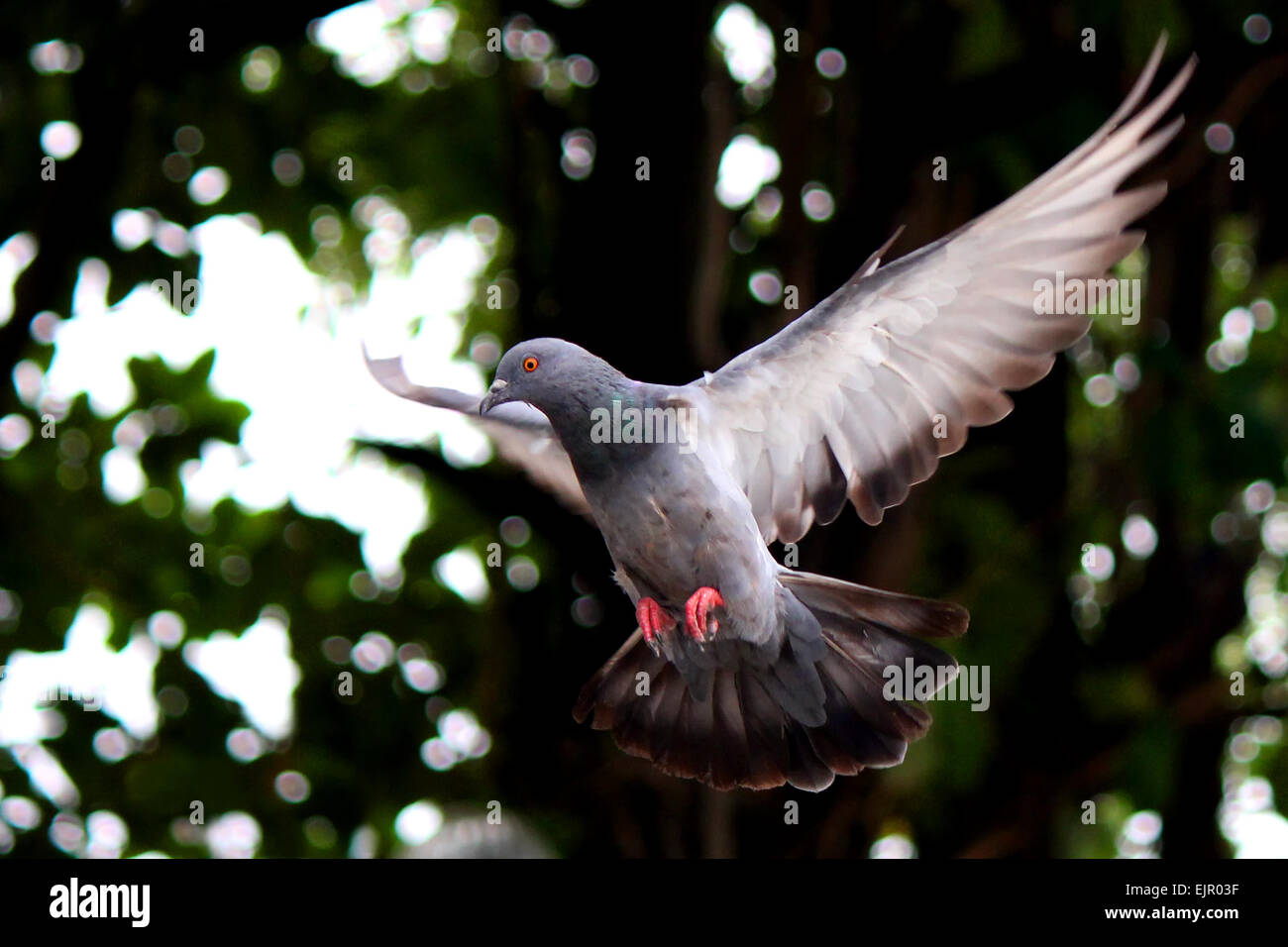 Flying pigeon in the natural Stock Photo - Alamy