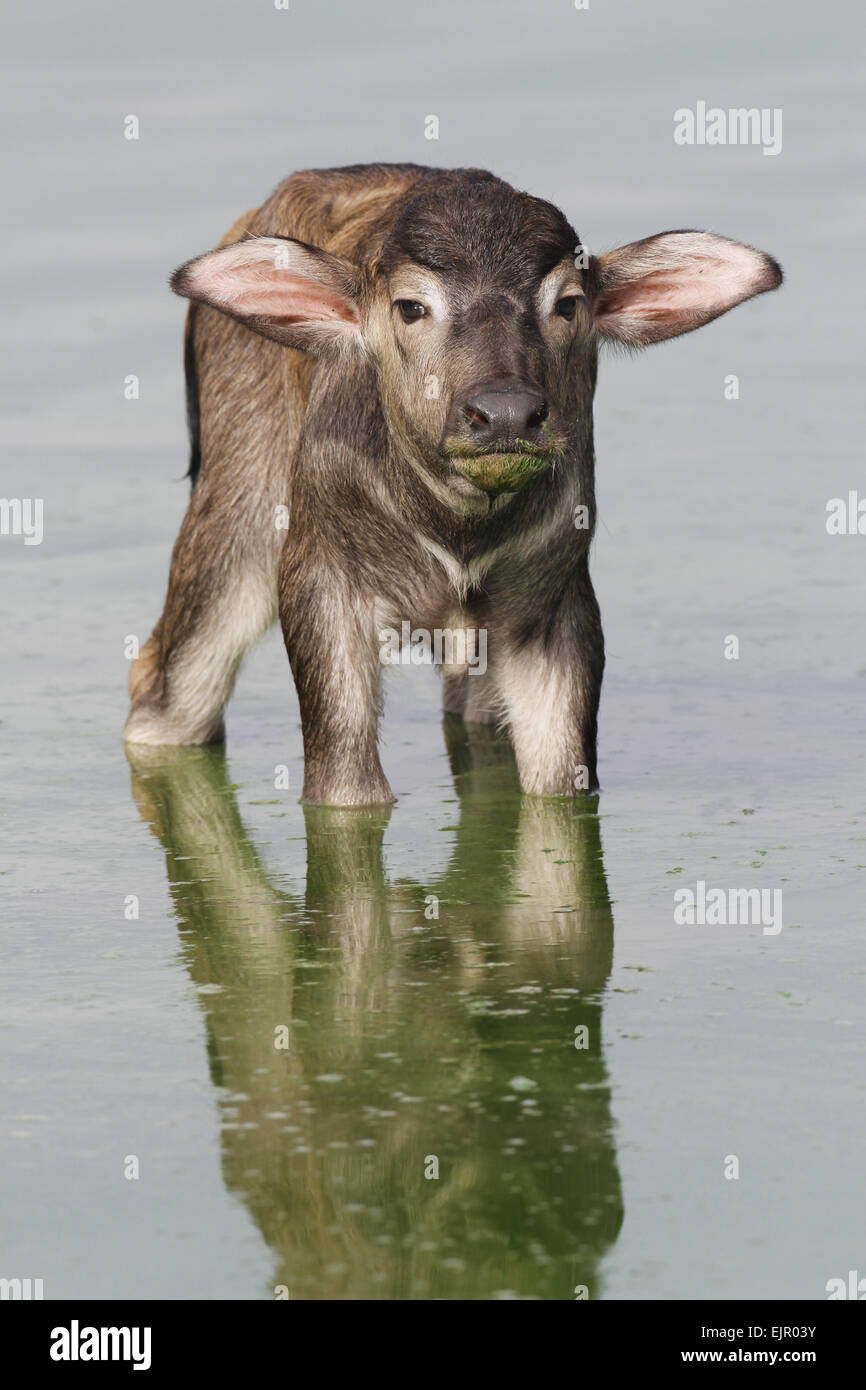 Domestic Water Buffalo (Bubalis bubalis) newborn calf, standing in ...