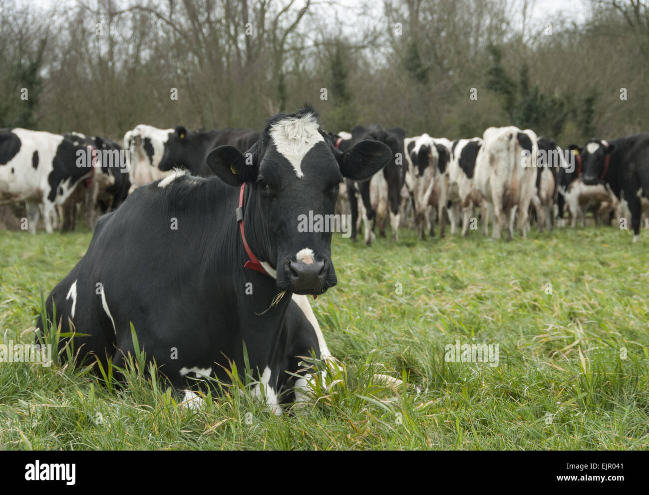 Domestic Cattle, Holstein dairy cow, wearing red collar, resting on ...