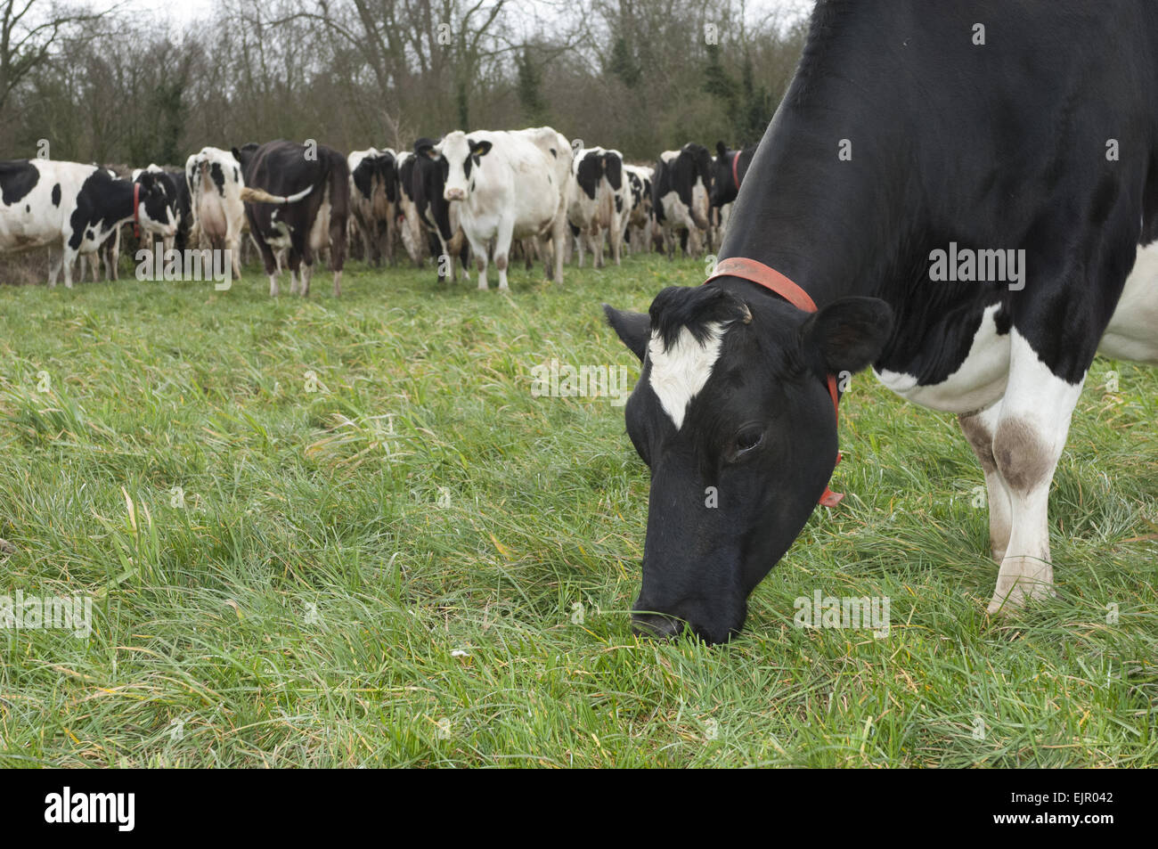 Domestic Cattle, Holstein dairy cow, close-up of head and front legs ...