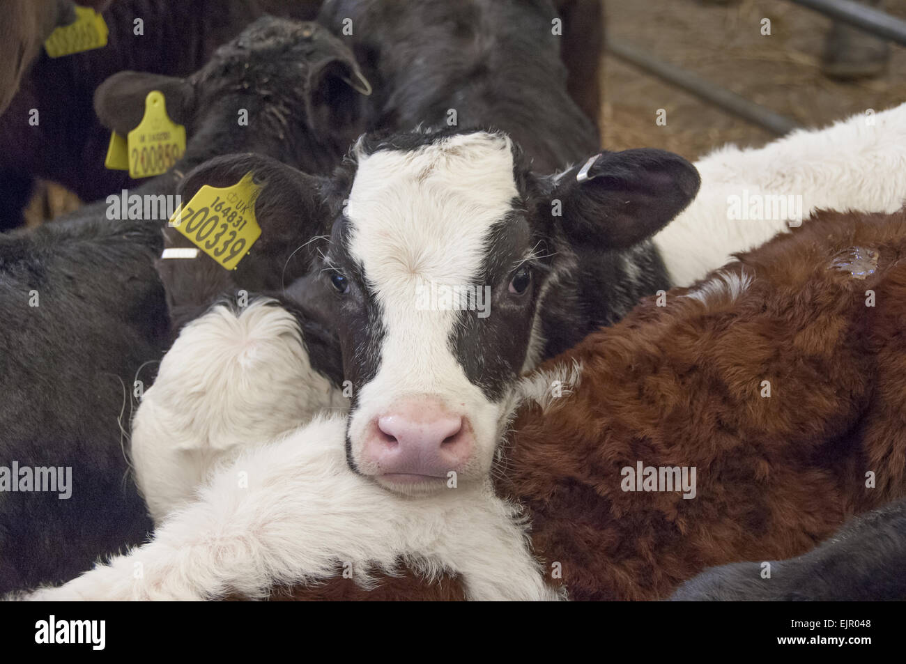 Calf head hi-res stock photography and images - Alamy
