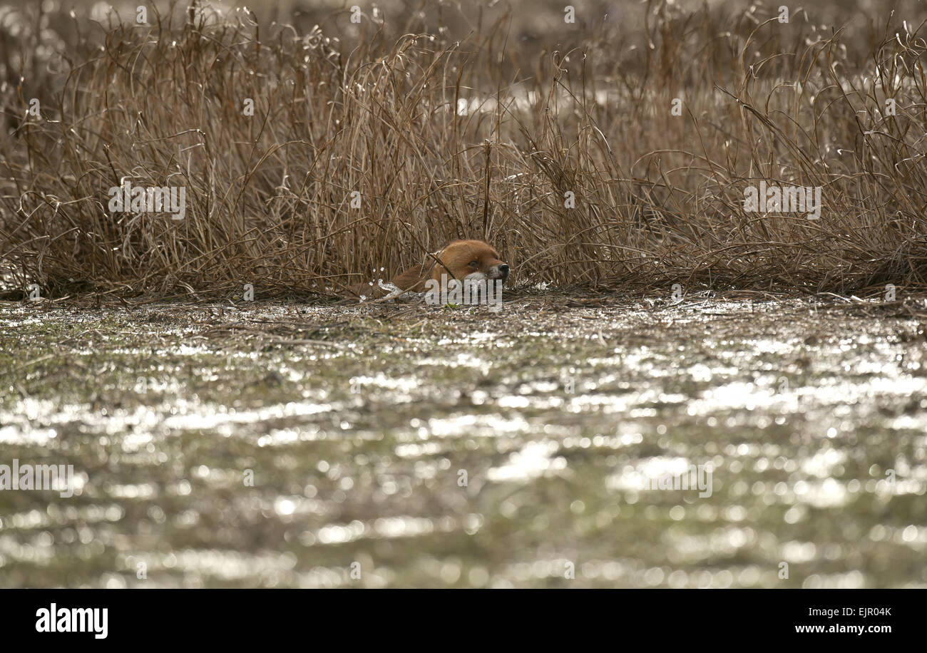 European Red Fox (Vulpes vulpes) adult, swimming, caught on coastal ...