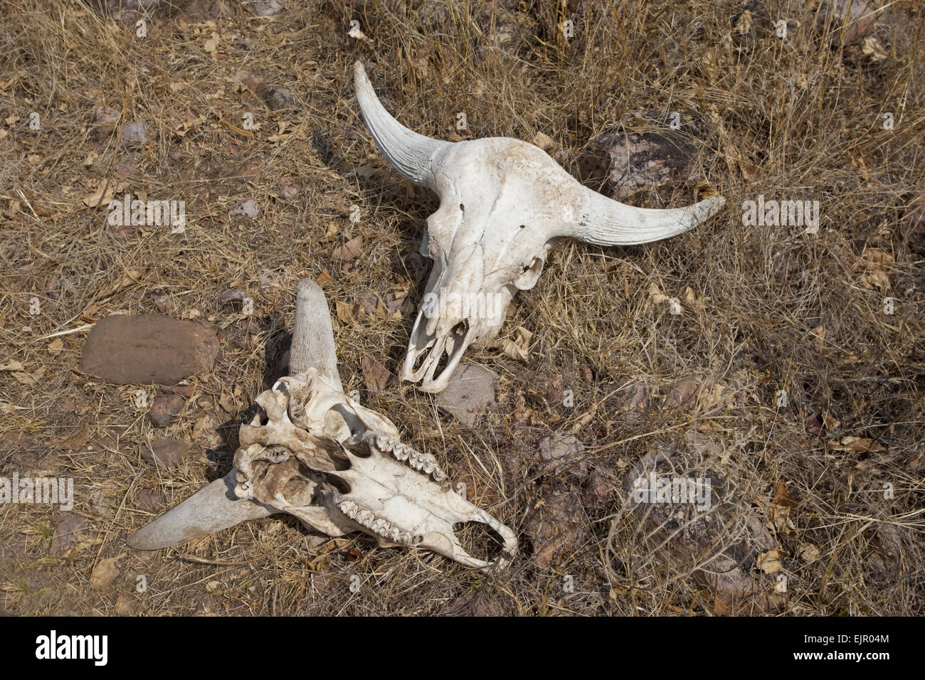 Bison skulls hi-res stock photography and images - Alamy