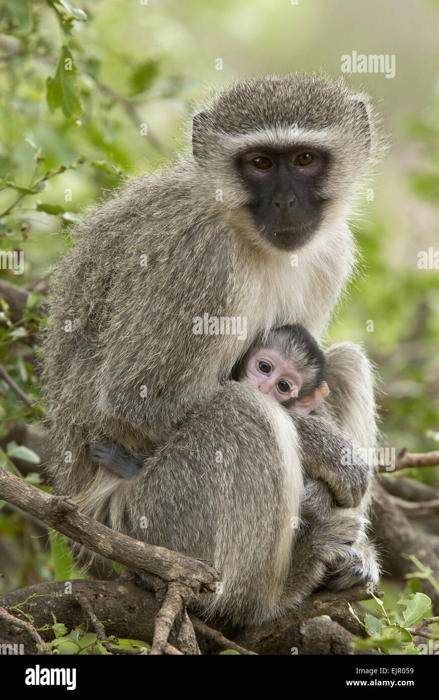 Vervet Monkey (Chlorocebus pygerythrus) adult female and baby, sitting ...