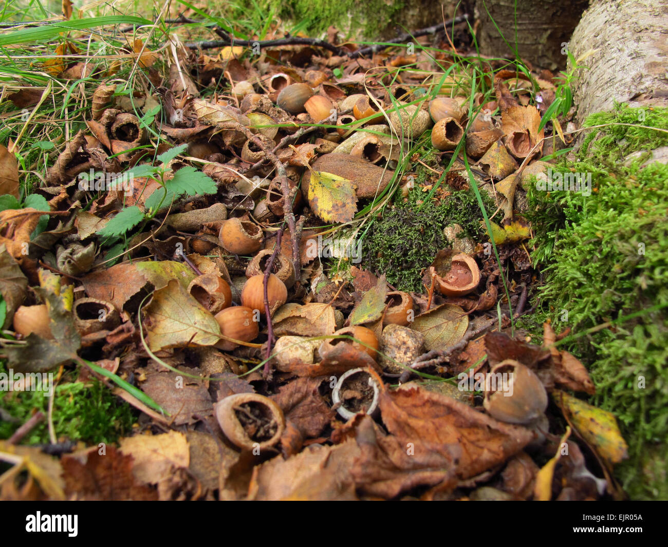 Wood Mouse (Apodemus sylvaticus) food cache of eaten Common Hazel ...