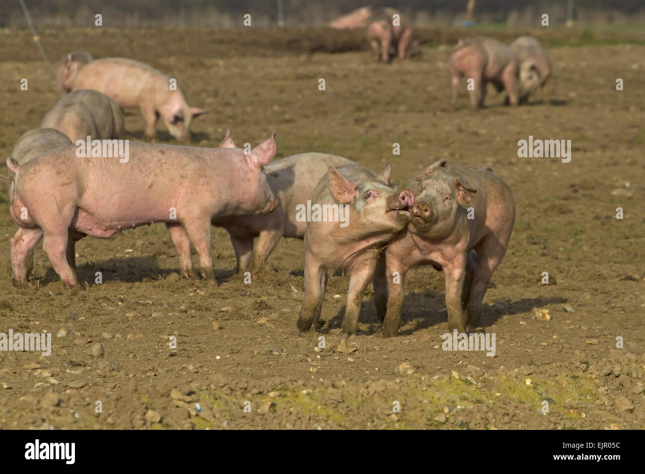 Domestic Pig, young, playfighting in open field on commercial freerange ...